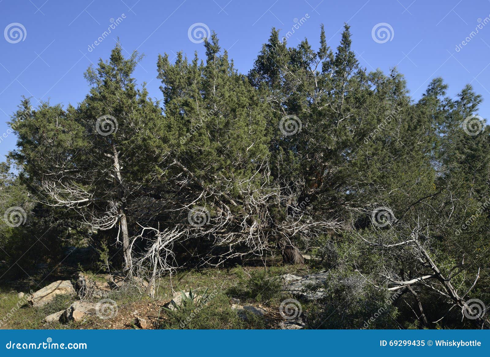 Phoenician Juniper Forest stock image. Image of flora - 69299435