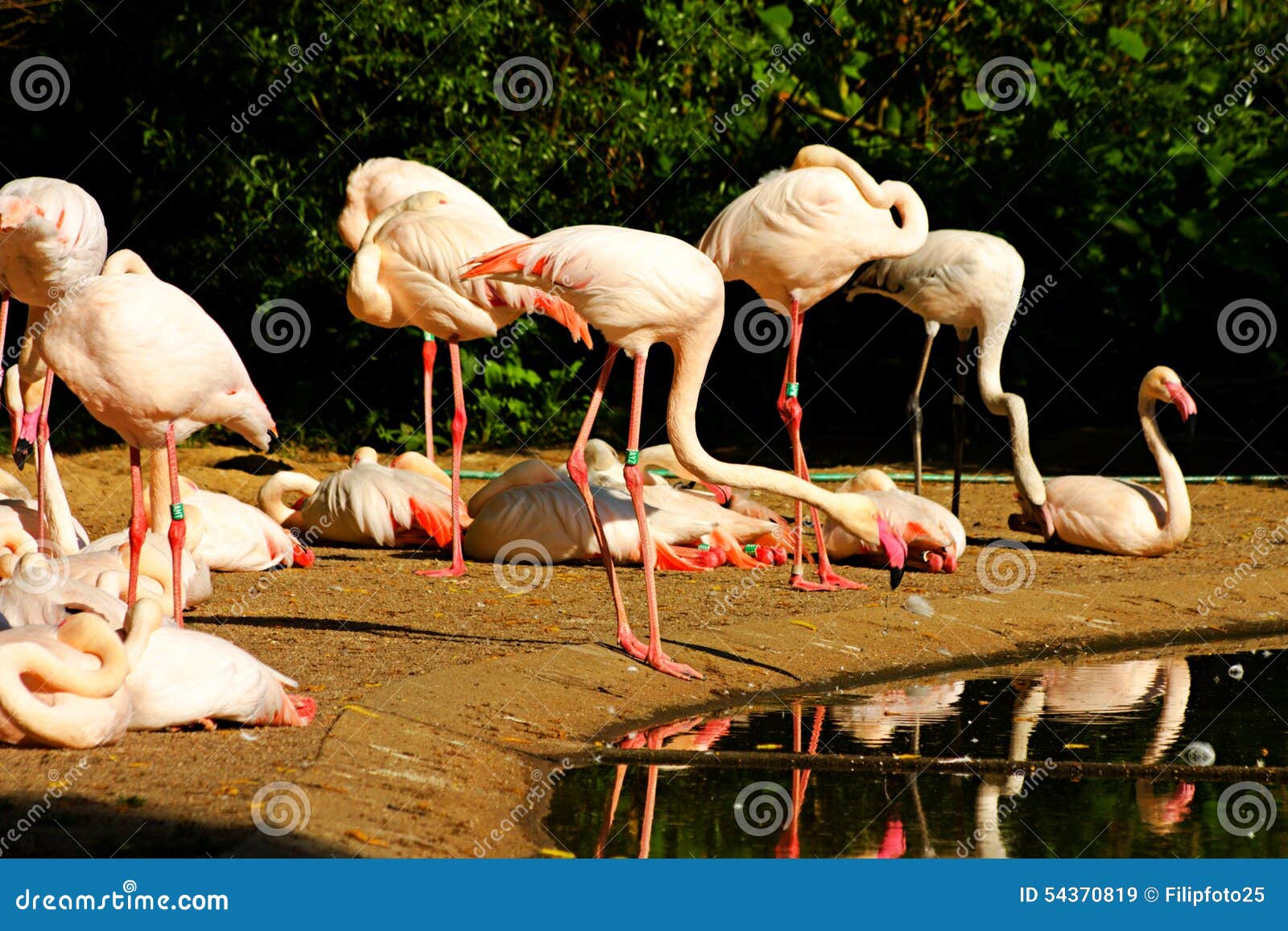 Phoenicopterus roseus immagine stock. Immagine di bellezza - 54370819