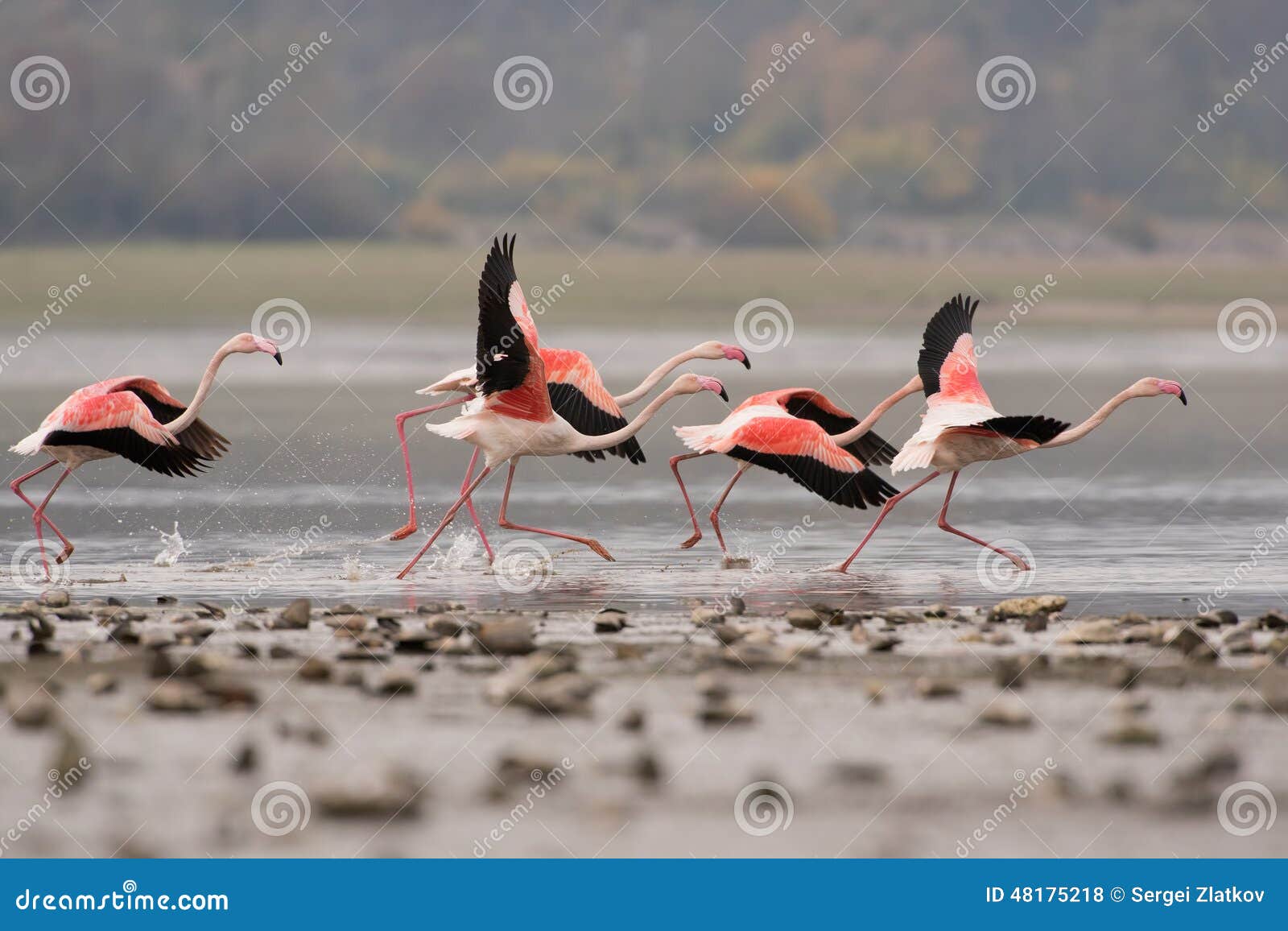 Phoenicopterus roseus stock photo. Image of elegance - 48175218