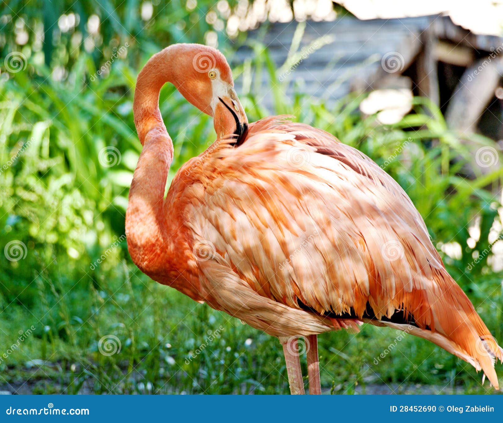 Phoenicopterus ruber stock photo. Image of ruber, rosy - 28452690