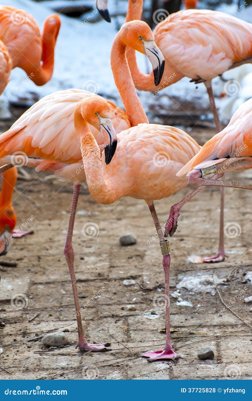Phoenicopterus Ruber (grotere Flamingo) Stock Foto - Image of ...