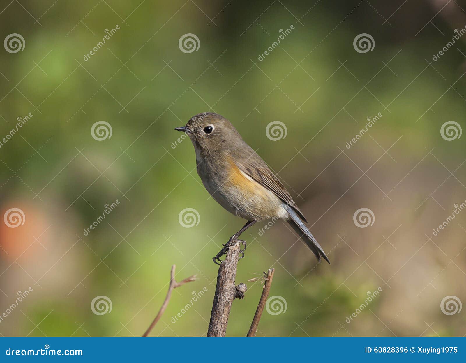 Phoenicurus stock photo. Image of wood, animai, wildlife - 60828396