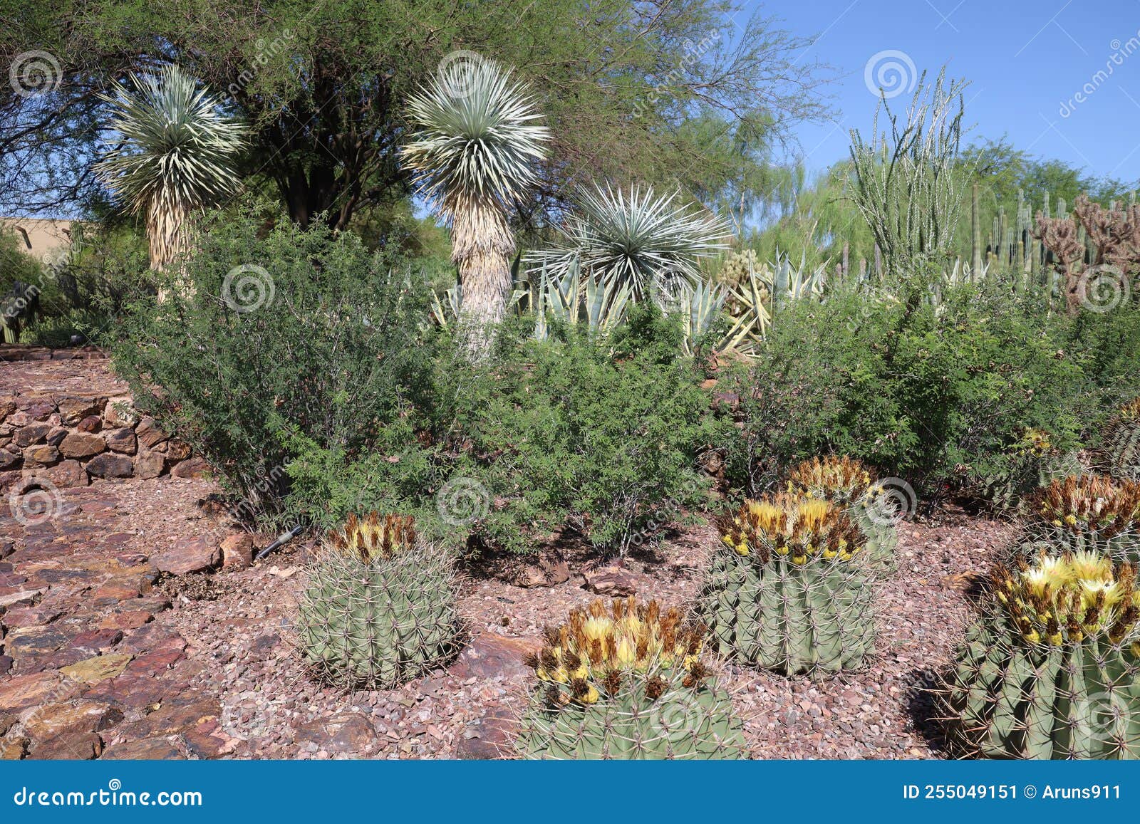 Desert Vegetation at Phoenix Botanical Gardens Arizona Stock Image ...
