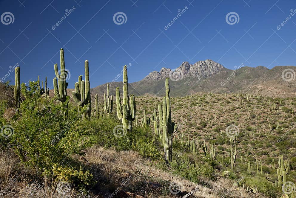 Phoenix Arizona Landscape stock image. Image of outdoors - 20309863