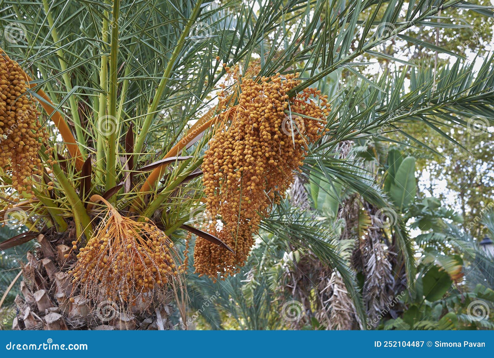 Phoenix canariensis palms stock image. Image of fresh - 252104487
