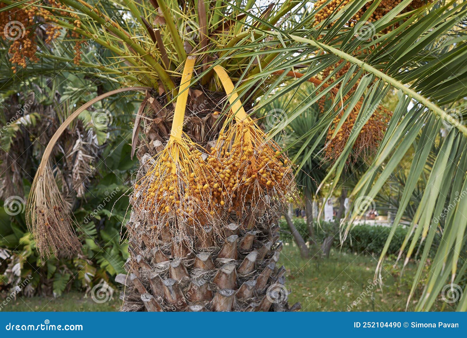 Phoenix canariensis palms stock photo. Image of bright - 252104490