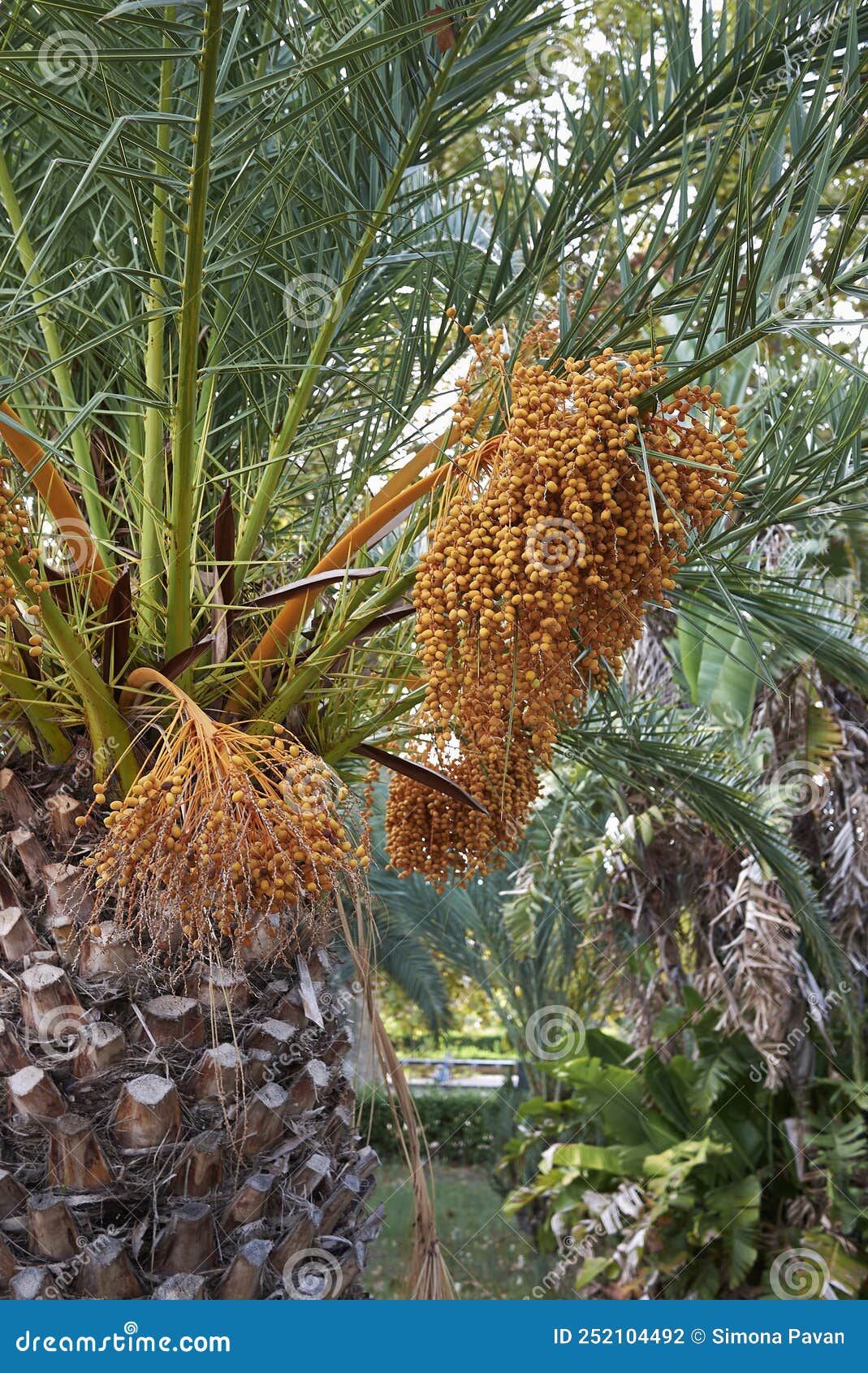 Phoenix canariensis palms stock photo. Image of ornamental - 252104492