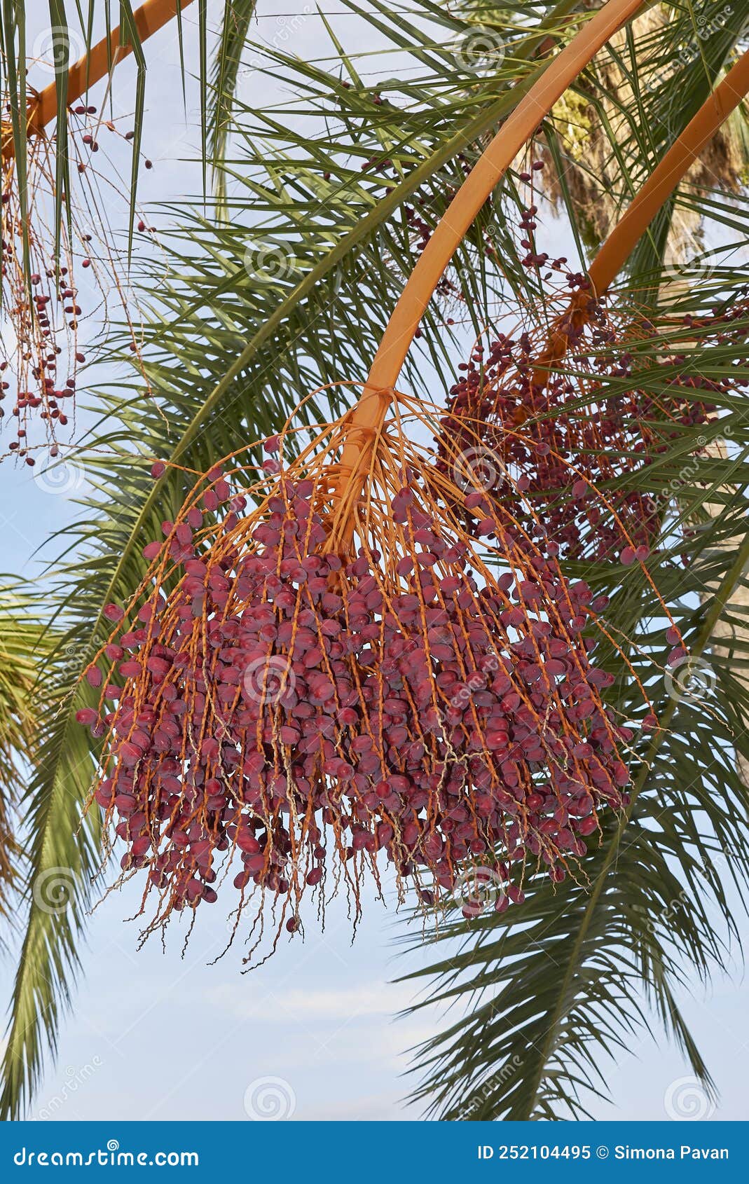 Phoenix canariensis palms stock image. Image of background - 252104495