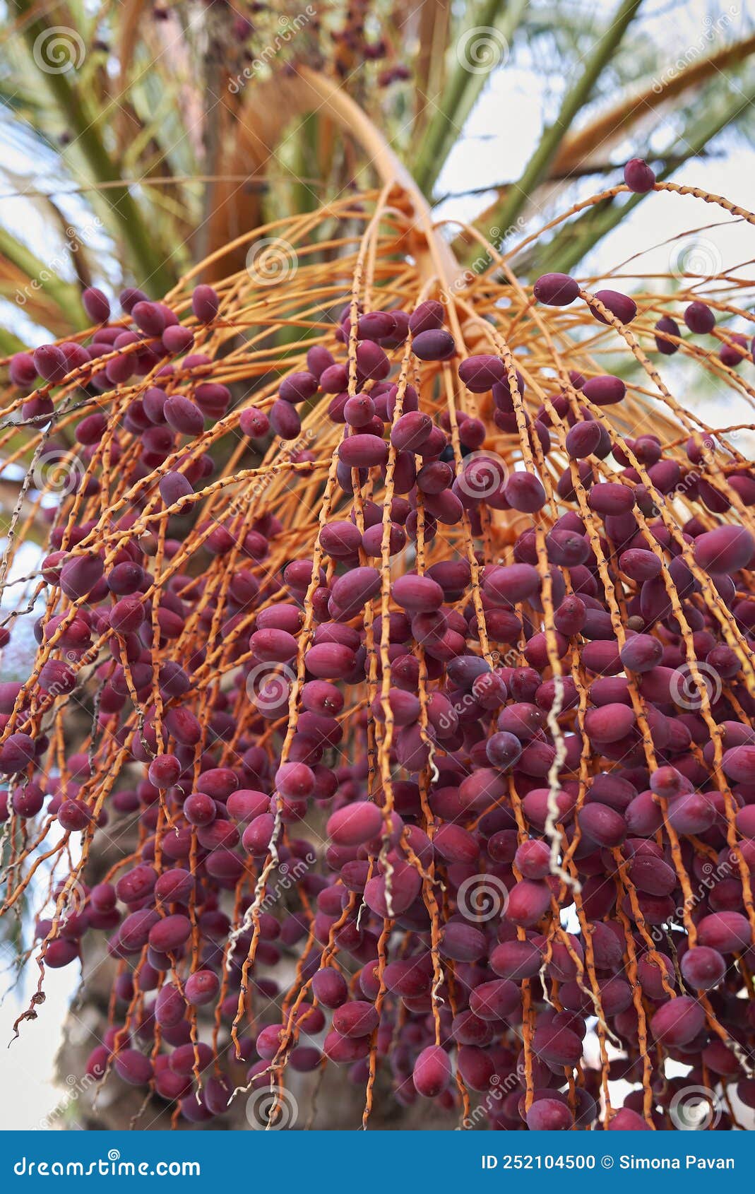 Phoenix canariensis palms stock photo. Image of gardening - 252104500