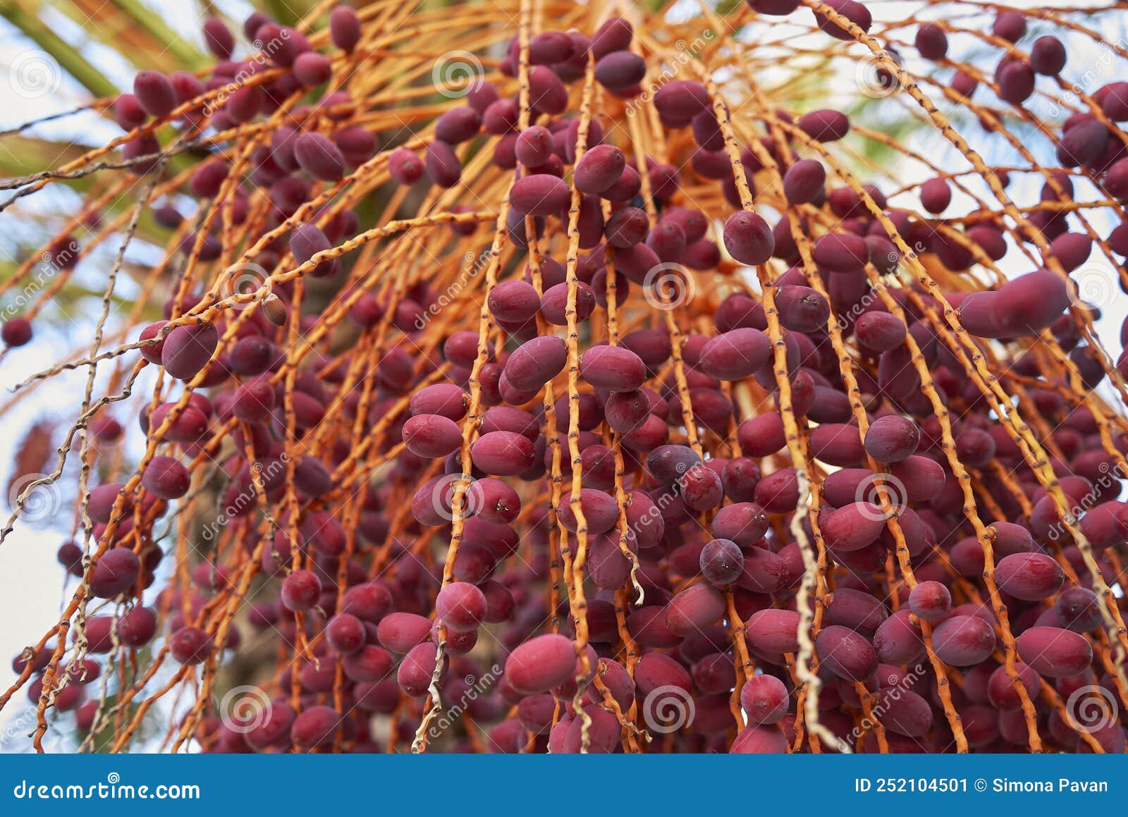 Phoenix canariensis palms stock image. Image of close - 252104501