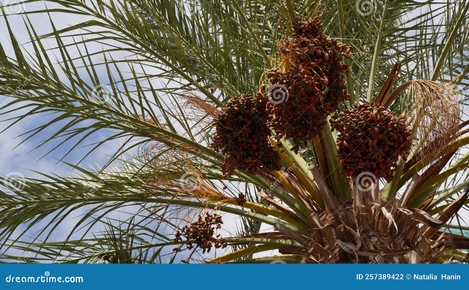Phoenix Dactylifera Date or Date Palm Tree Stock Photo - Image of ...