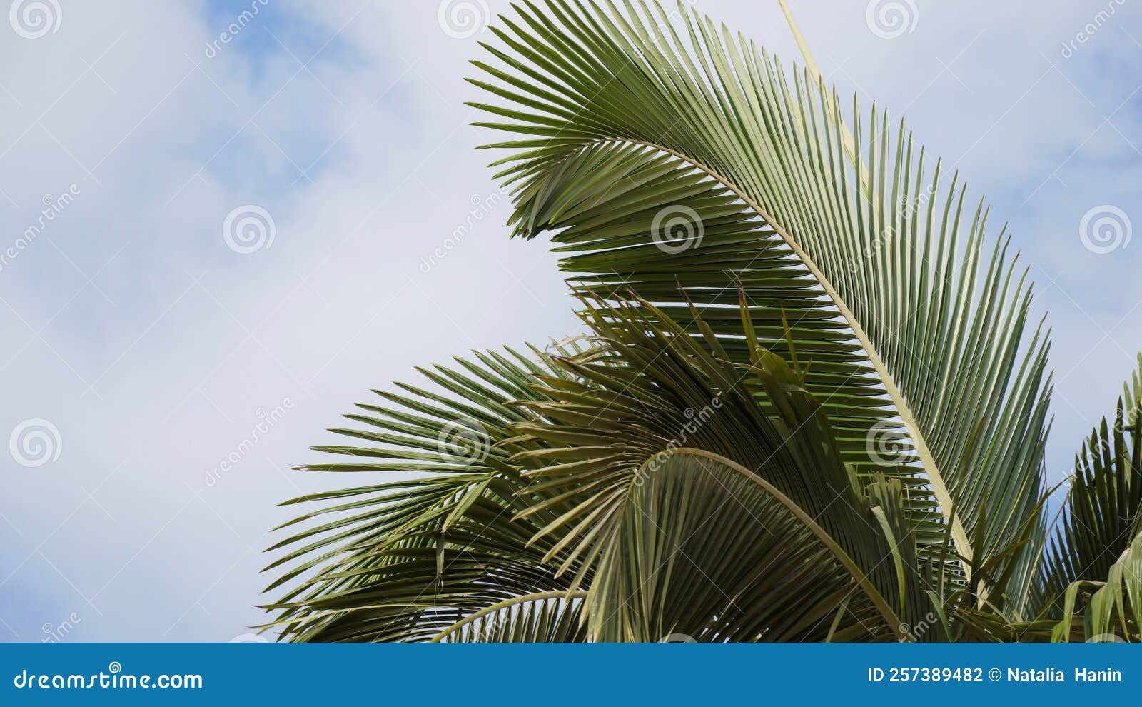 Phoenix Dactylifera Date or Date Palm Tree Stock Photo - Image of green ...