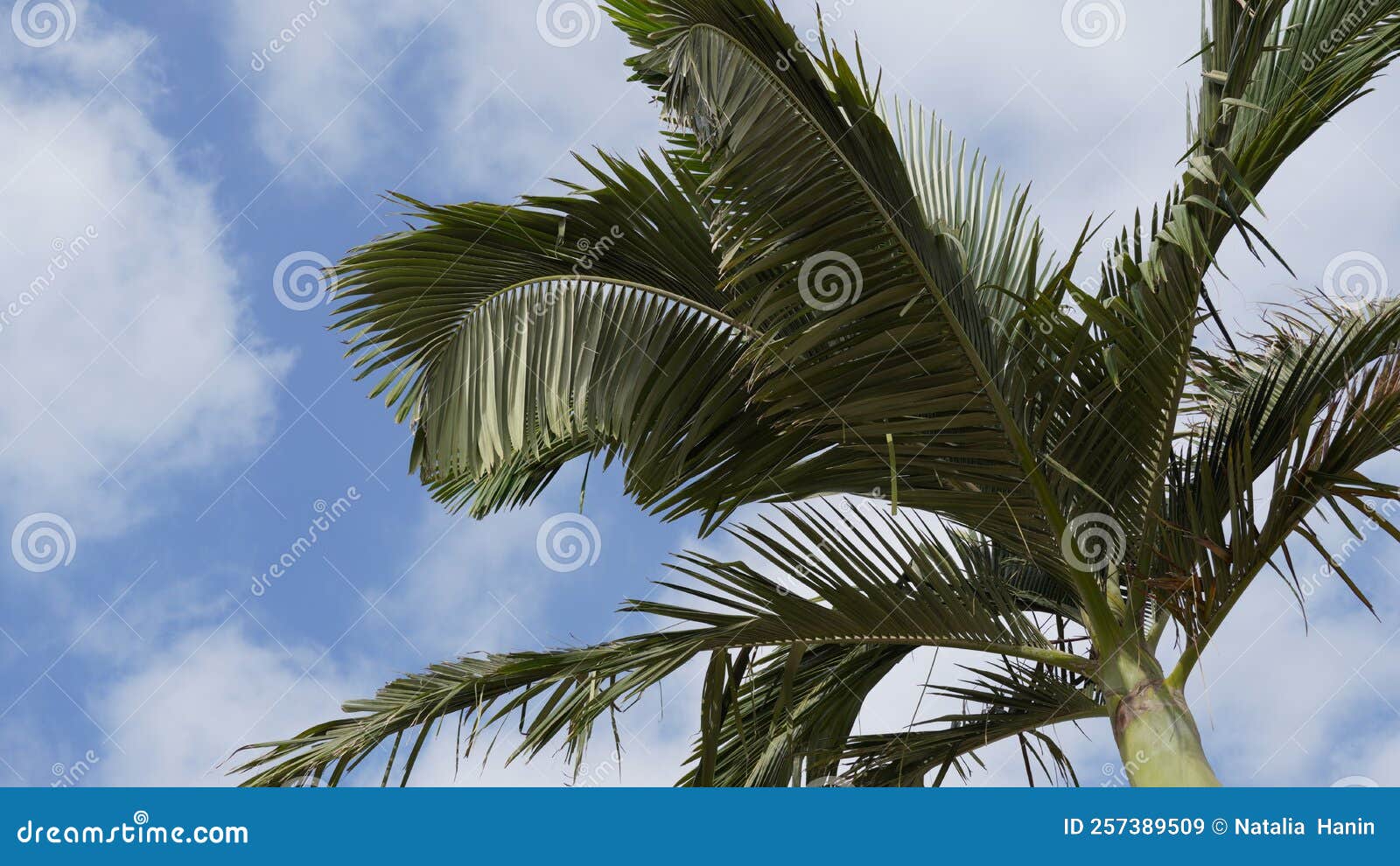 Phoenix Dactylifera Date or Date Palm Tree Stock Image - Image of ...