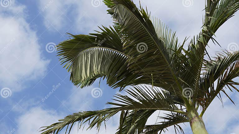Phoenix Dactylifera Date or Date Palm Tree Stock Image - Image of ...