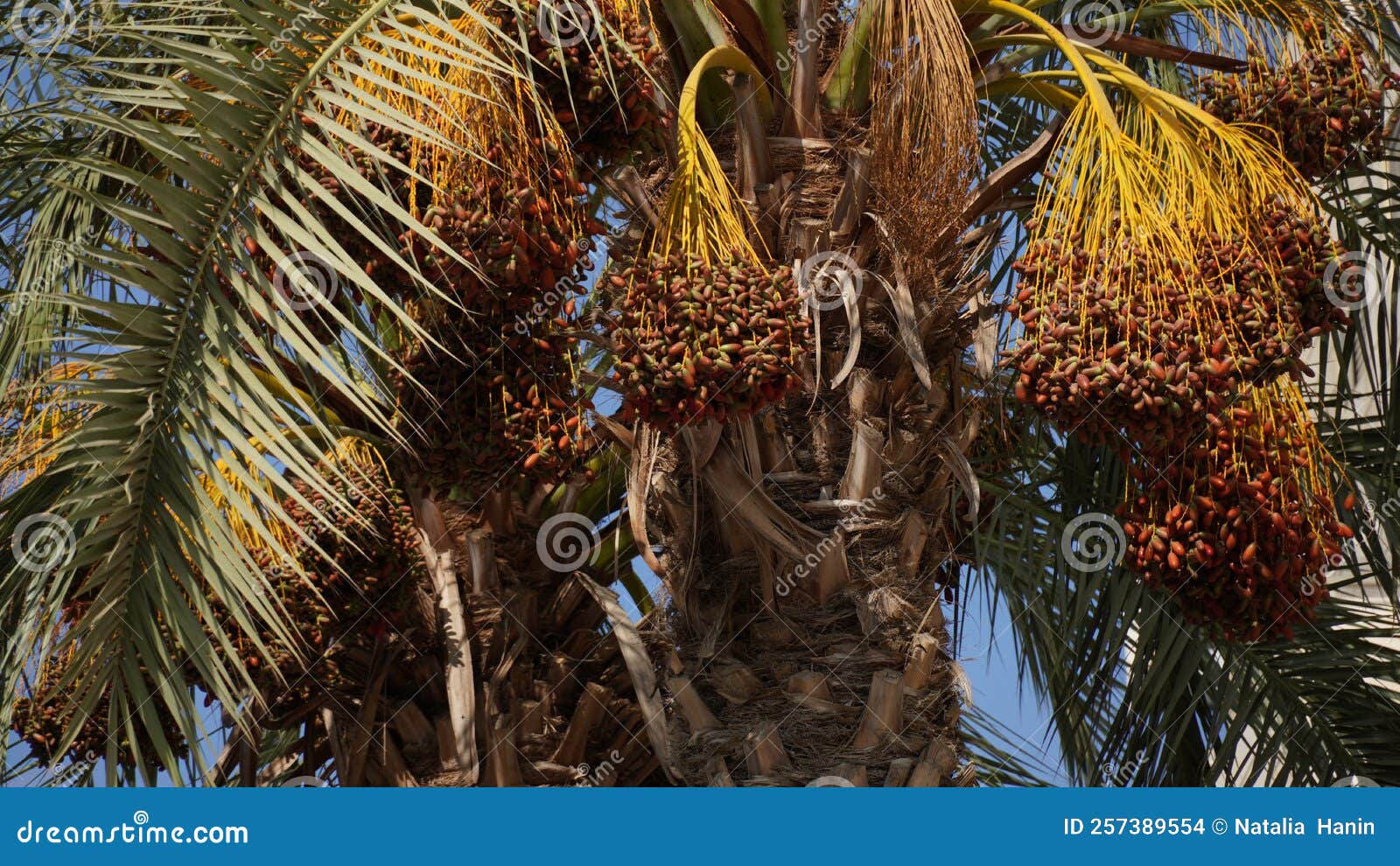 Phoenix Dactylifera Date or Date Palm Tree Stock Photo - Image of green ...
