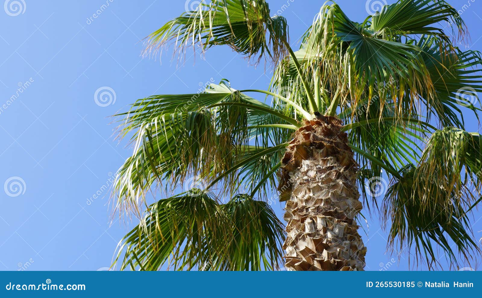 Phoenix Dactylifera Date or Date Palm Tree Stock Image - Image of tree ...