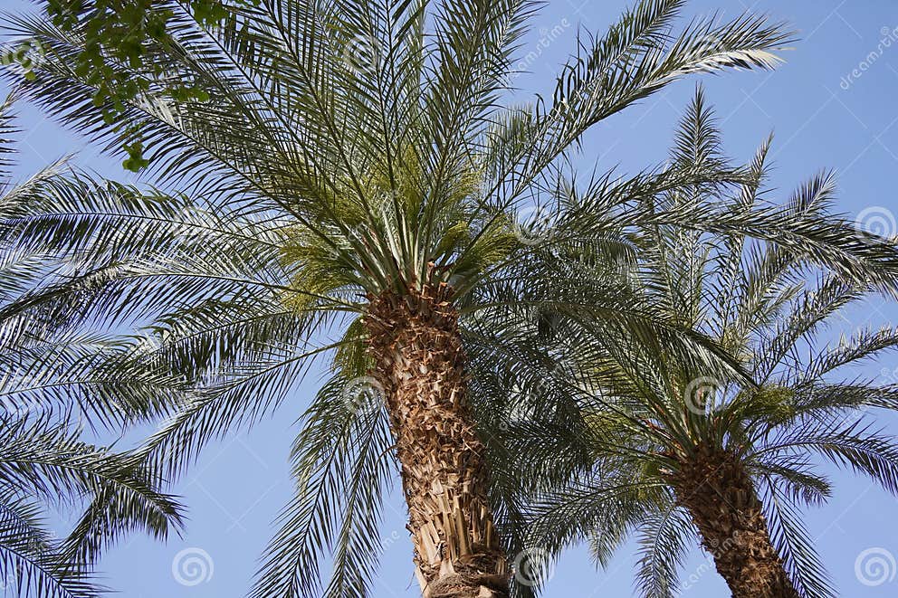 Phoenix Dactylifera Date or Date Palm Tree Stock Photo - Image of white ...