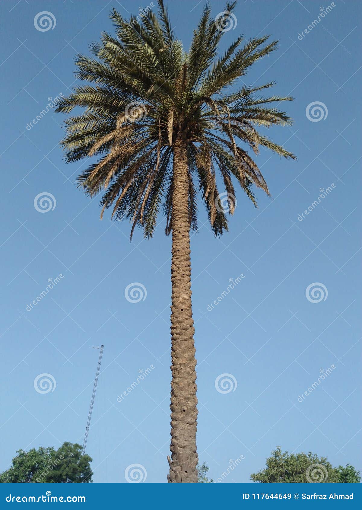 PHOENIX DECTYLIFERA, FECHA O PALMA DATILERA Imagen de archivo - Imagen ...