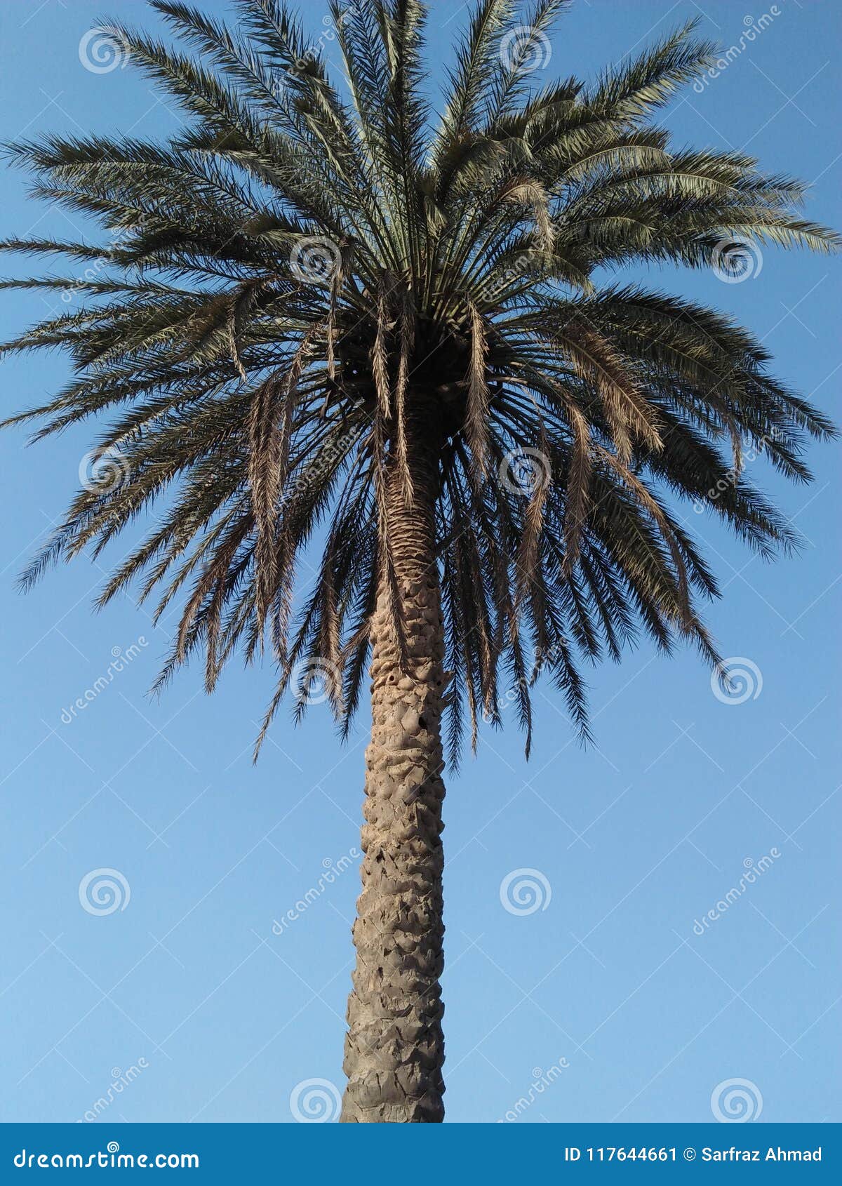 PHOENIX DECTYLIFERA, FECHA O PALMA DATILERA Imagen de archivo - Imagen ...