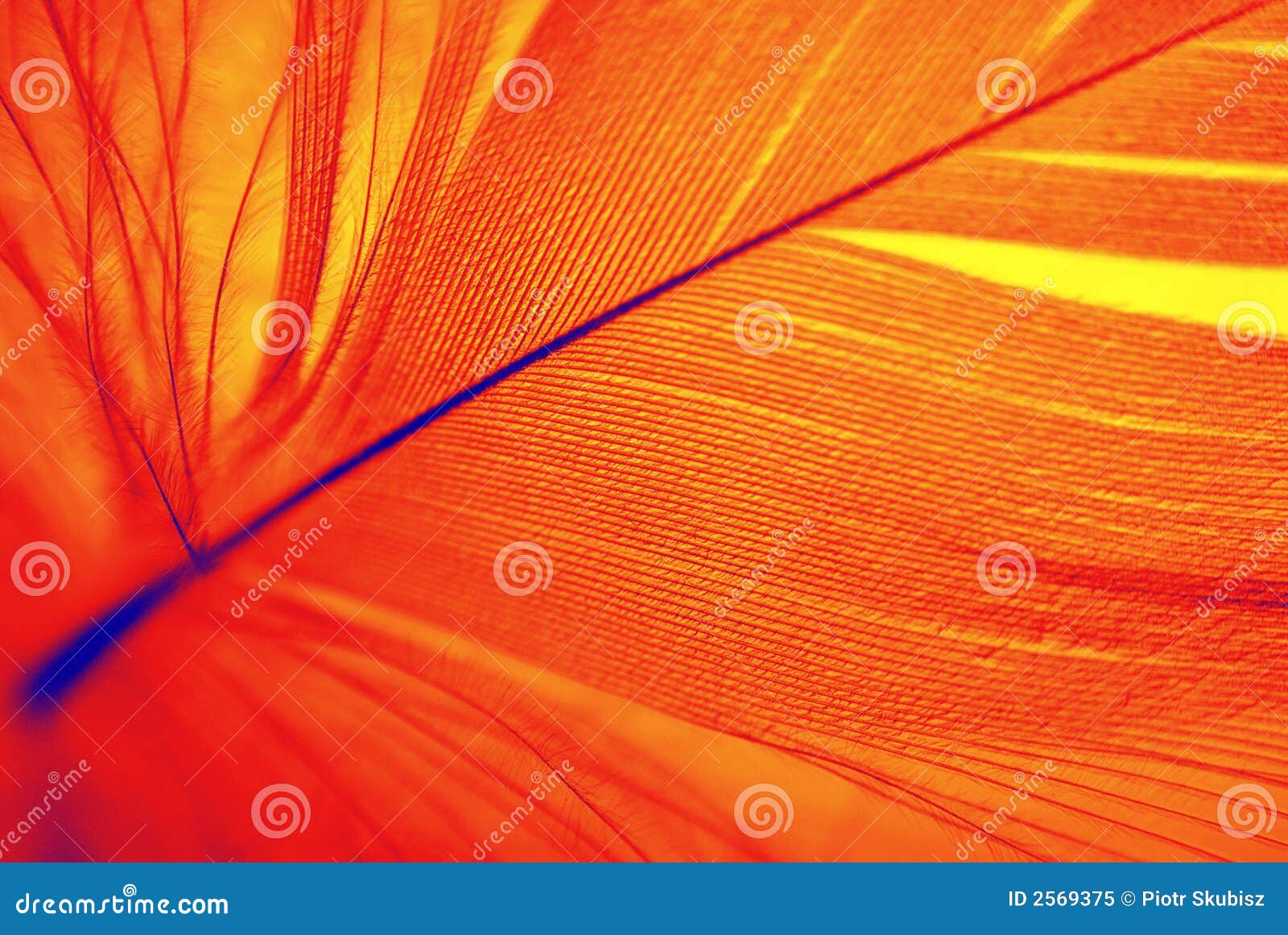 Phoenix feather stock image. Image of abstract, fervour - 2569375