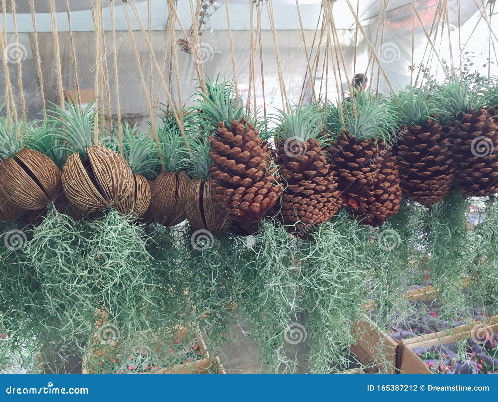 Phoenix orchid stock photo. Image of orchid, shell, plant - 165387212