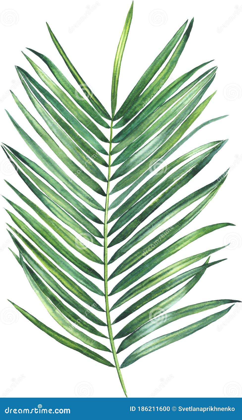 Phoenix Palm Hand Draw Vintage Engraving Style Black And White Clip Art ...