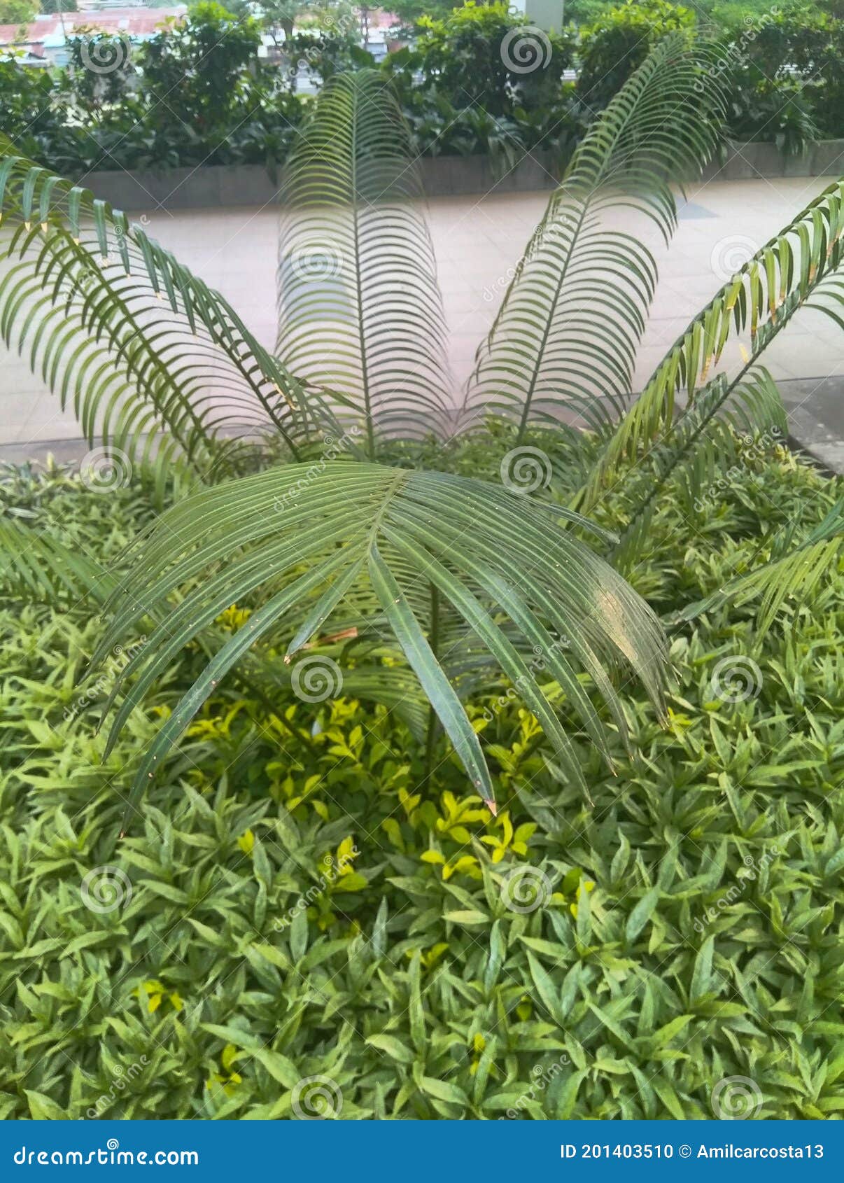 Phoenix Palm Tree Grows Amidst in the Green Flower Leaves. Stock Photo ...