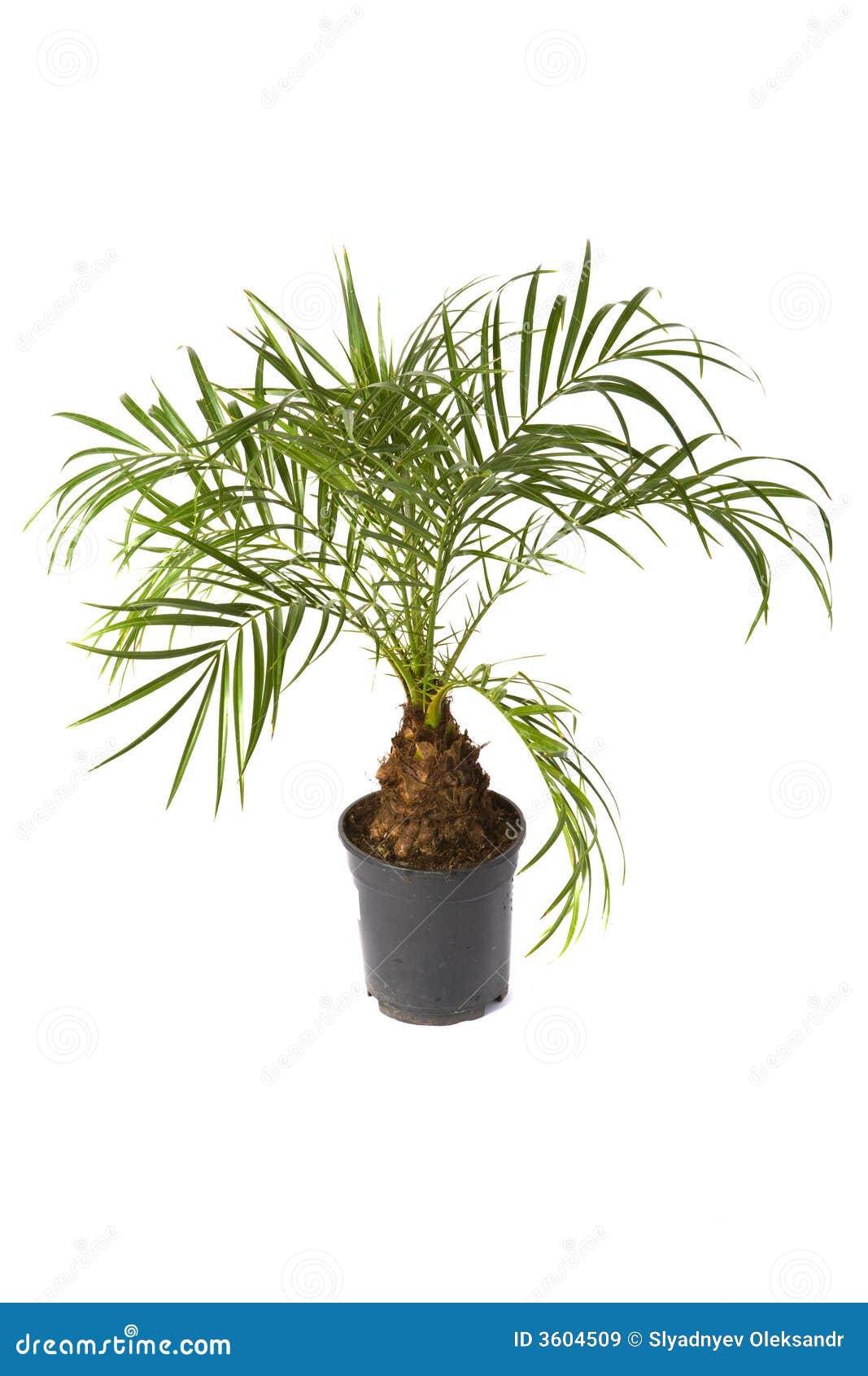 Phoenix Roebelenii Date Palm (Pygmy Date Palm Or Miniature Date Palm ...