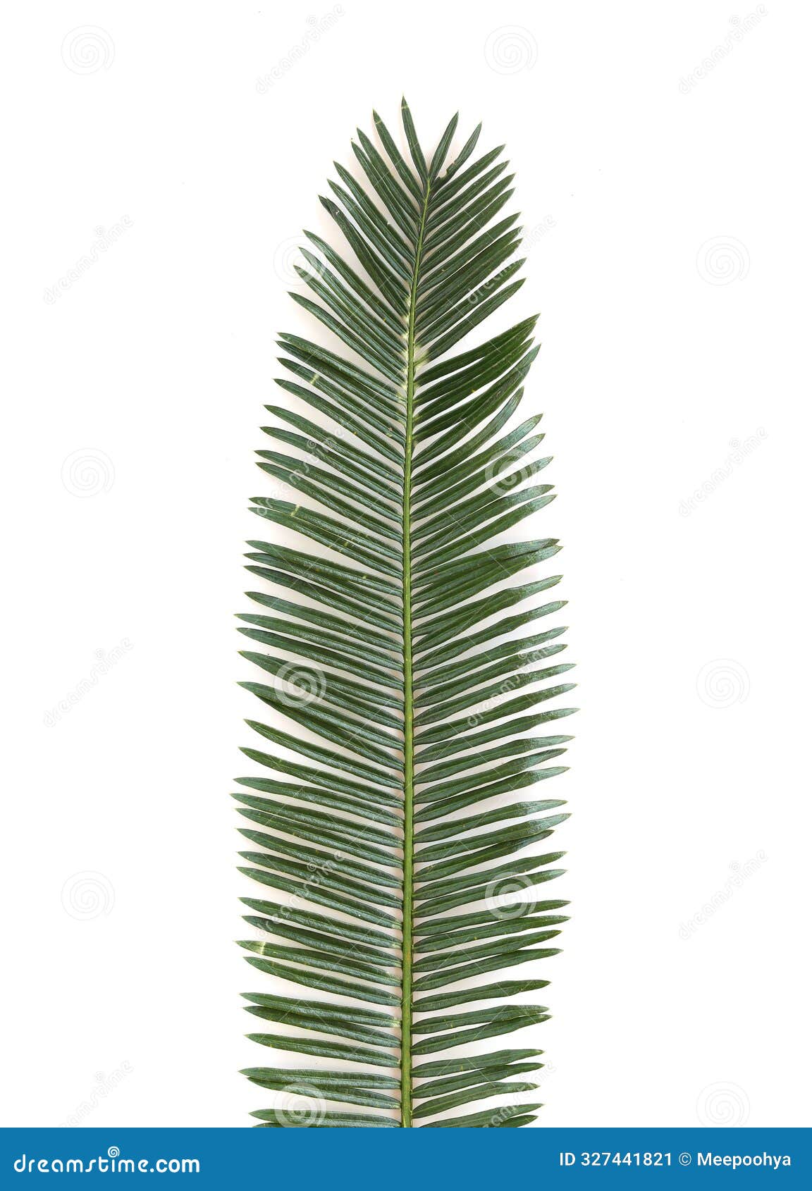 Phoenix Roebelenii, the Front of the Green Leaves Have Branch Stock ...