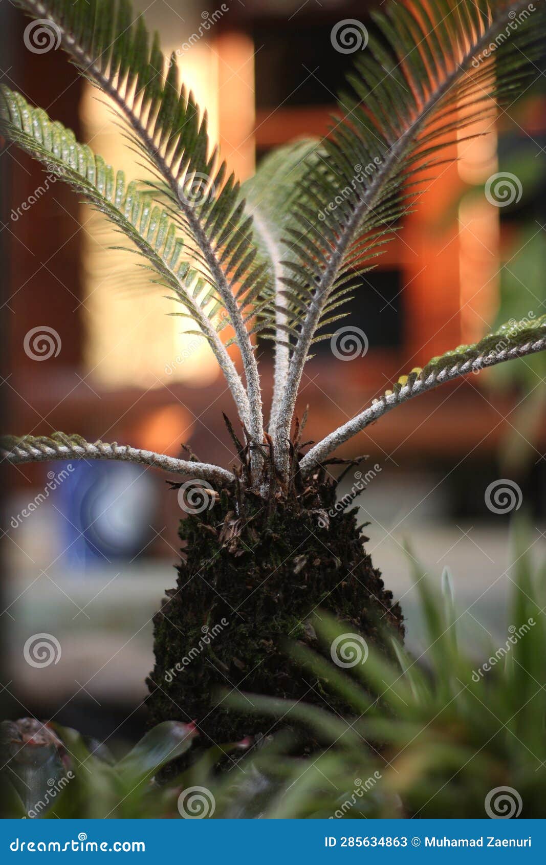 Phoenix Roebelenii Stock Image Image Of Jungle Asia 285634863