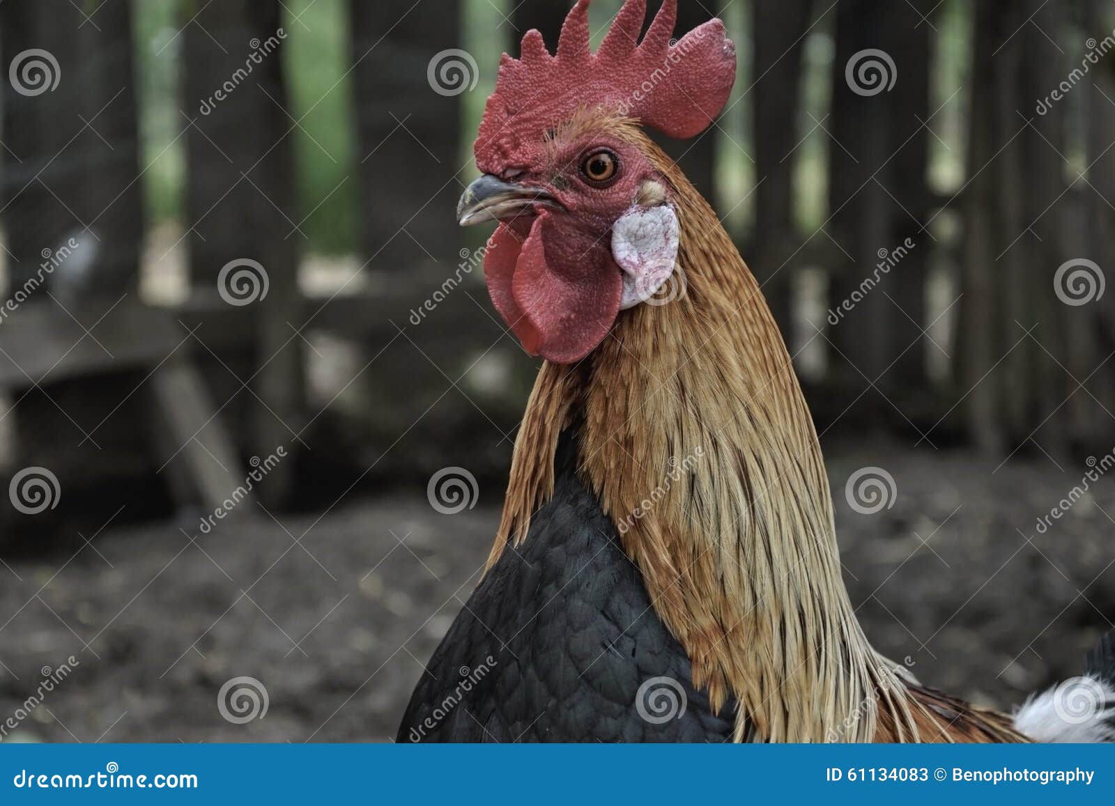 Phoenix Rooster Flapping Wings On The Farm Yard. Golden Phoenix Rooster ...