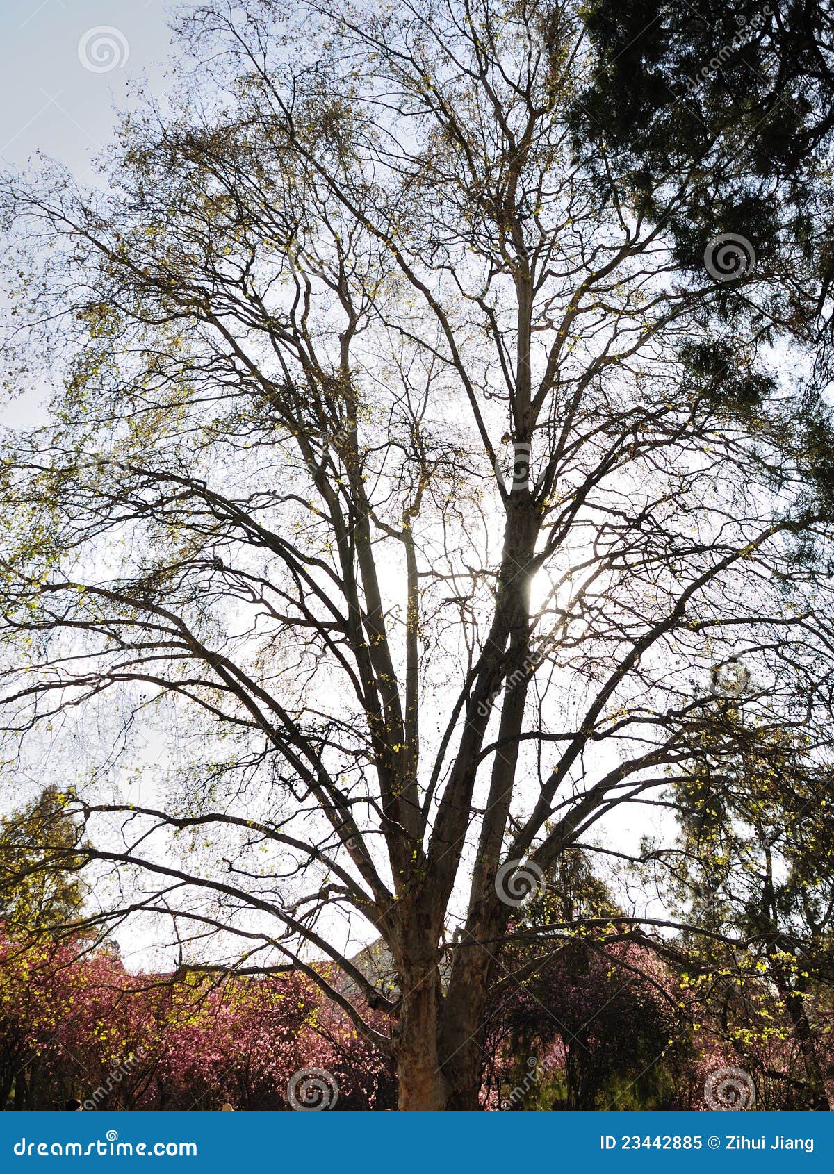 Phoenix Tree stock image. Image of heart, beauty, kunming - 23442885
