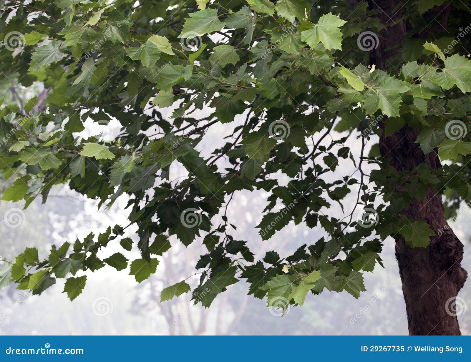 A phoenix tree stock image. Image of trunk, green, tree - 29267735