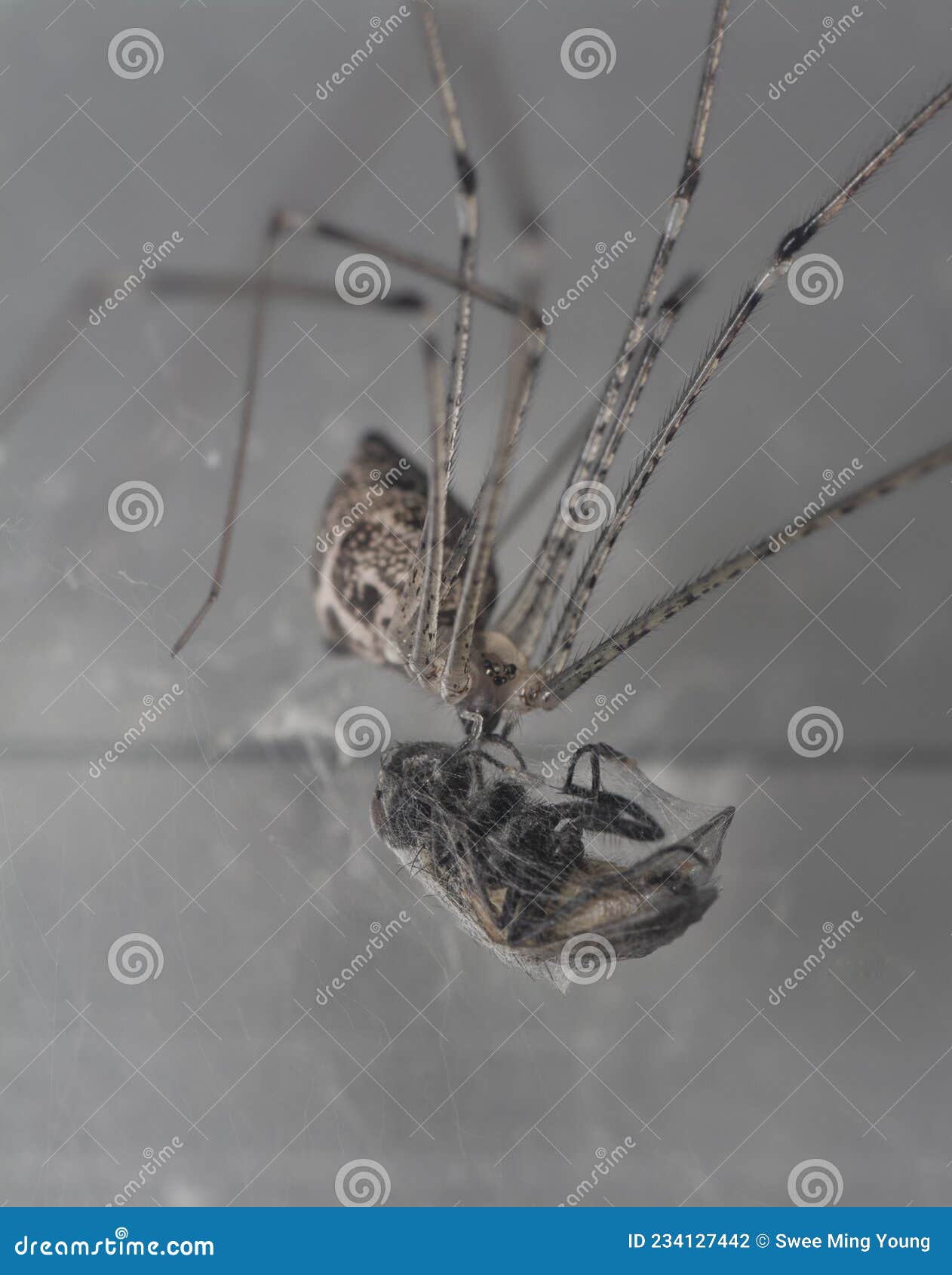 Pholcid Spider Caught a Housefly Stock Photo - Image of pest, garden ...
