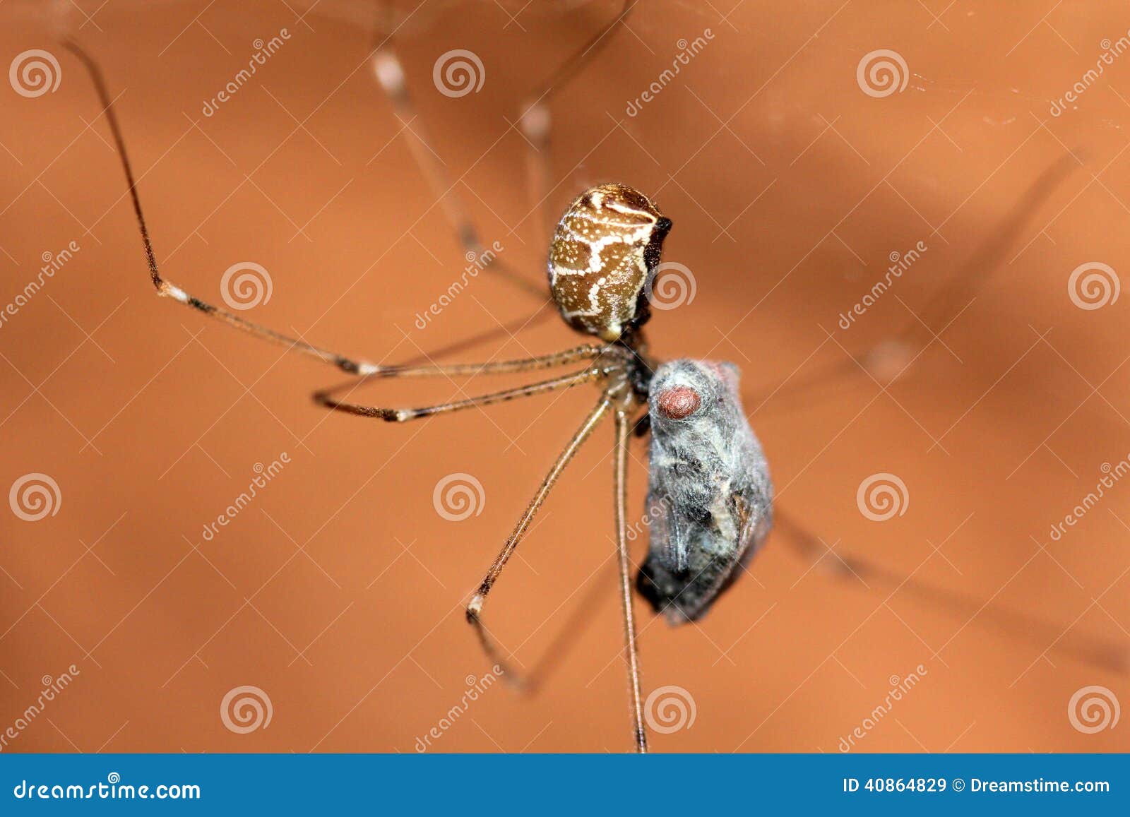 Pholcidae spider with prey stock image. Image of prey - 40864829