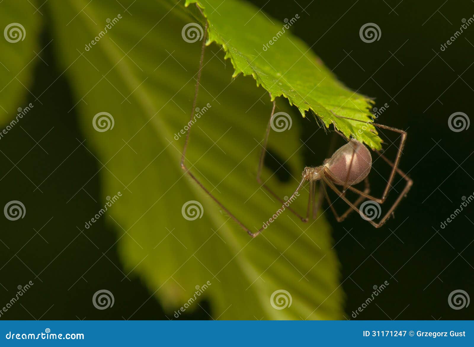 Pholcus opilionoides fotografering för bildbyråer. Bild av makro - 31171247