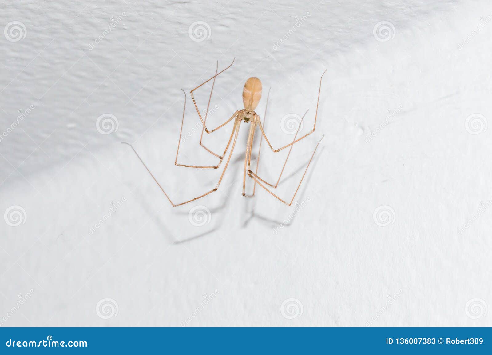 Pholcus Phalangioides, Also Known As the Longbodied Cellar Spider Stock ...