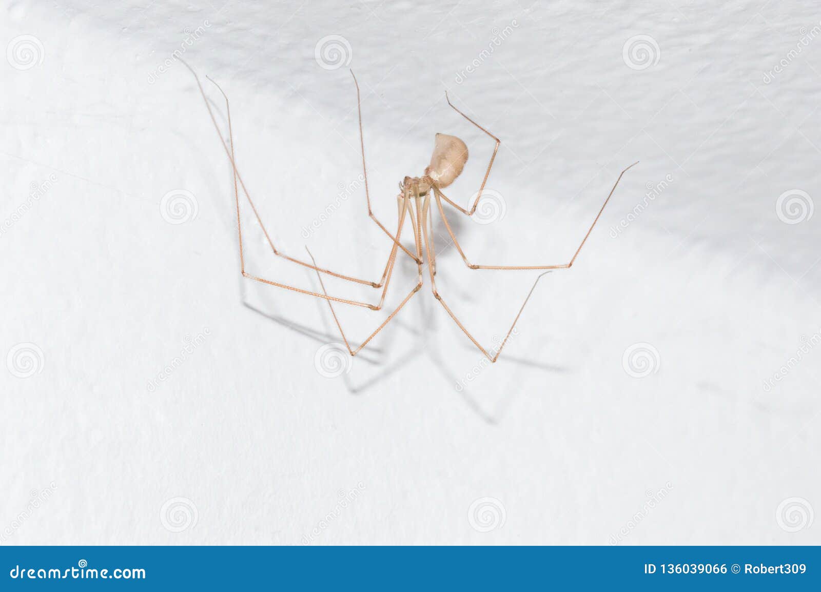 Pholcus Phalangioides, Also Known As the Longbodied Cellar Spider on ...
