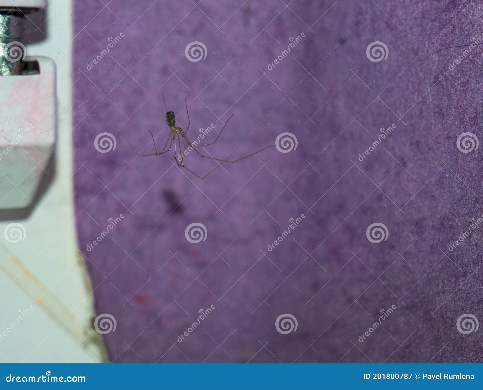 Pholcus Phalangioides - Commonly Known As Daddy Long-legs Spider or ...