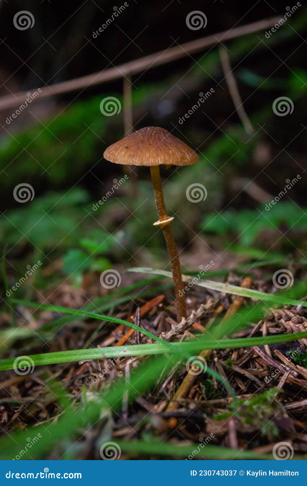 Pholiotina Rugosa Mushroom stock image. Image of mushroom - 230743037