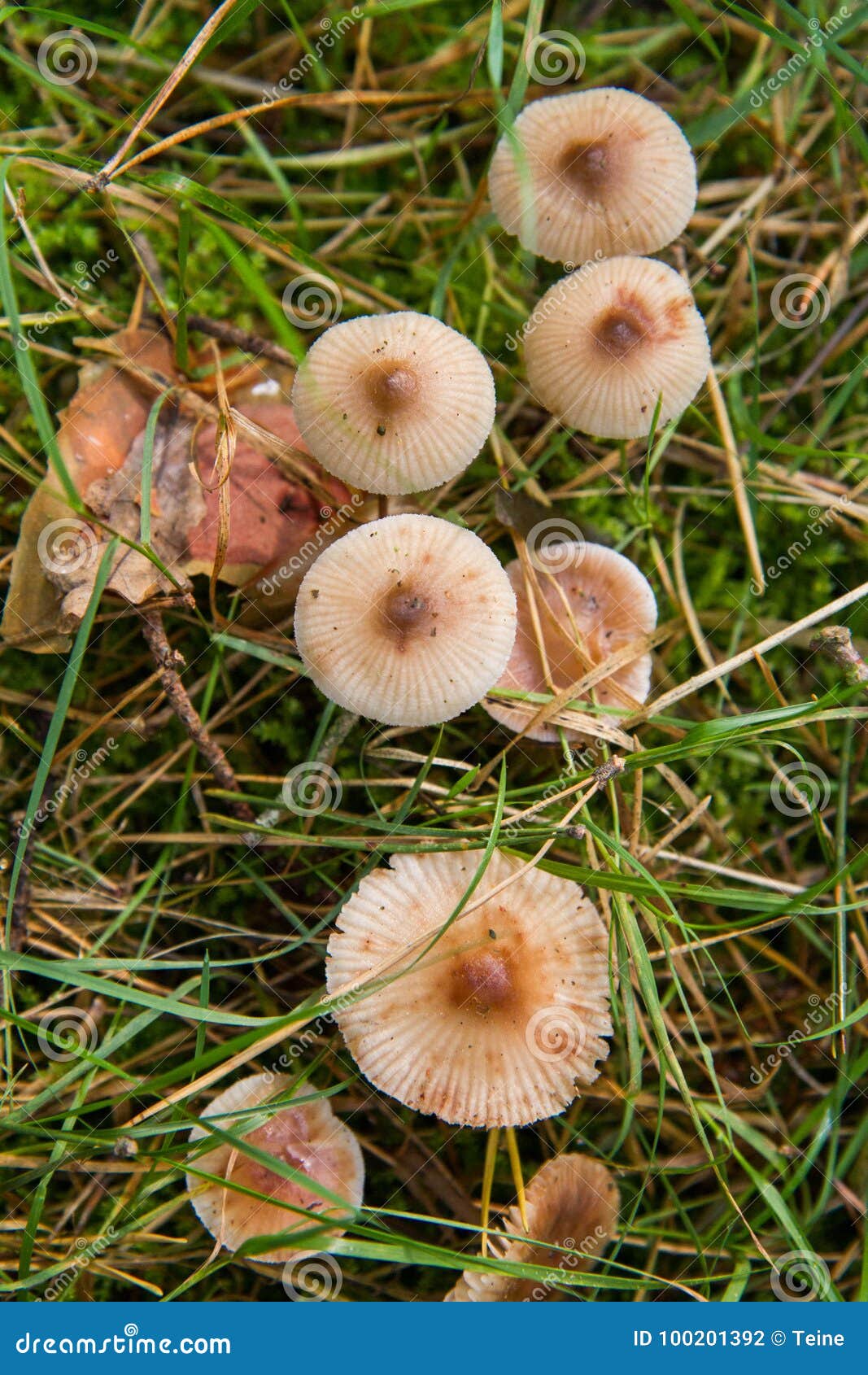 Pholiotina-rugosa Pilze stockfoto. Bild von gift, pilze - 100201392