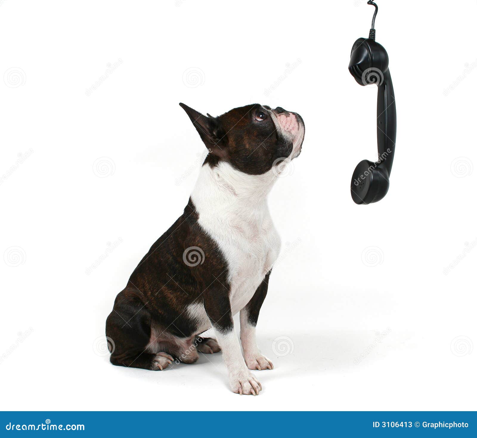 Phone call stock image. Image of animal, cute, comedy - 3106413