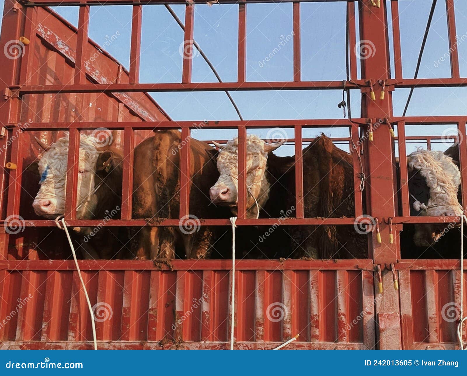 Cow in box stock image. Image of countryside, phone - 242013605