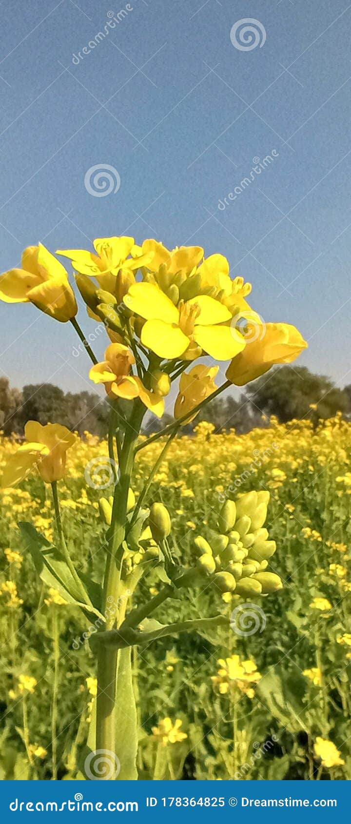 Phool stock image. Image of prairie, plant, grass, flower - 178364825