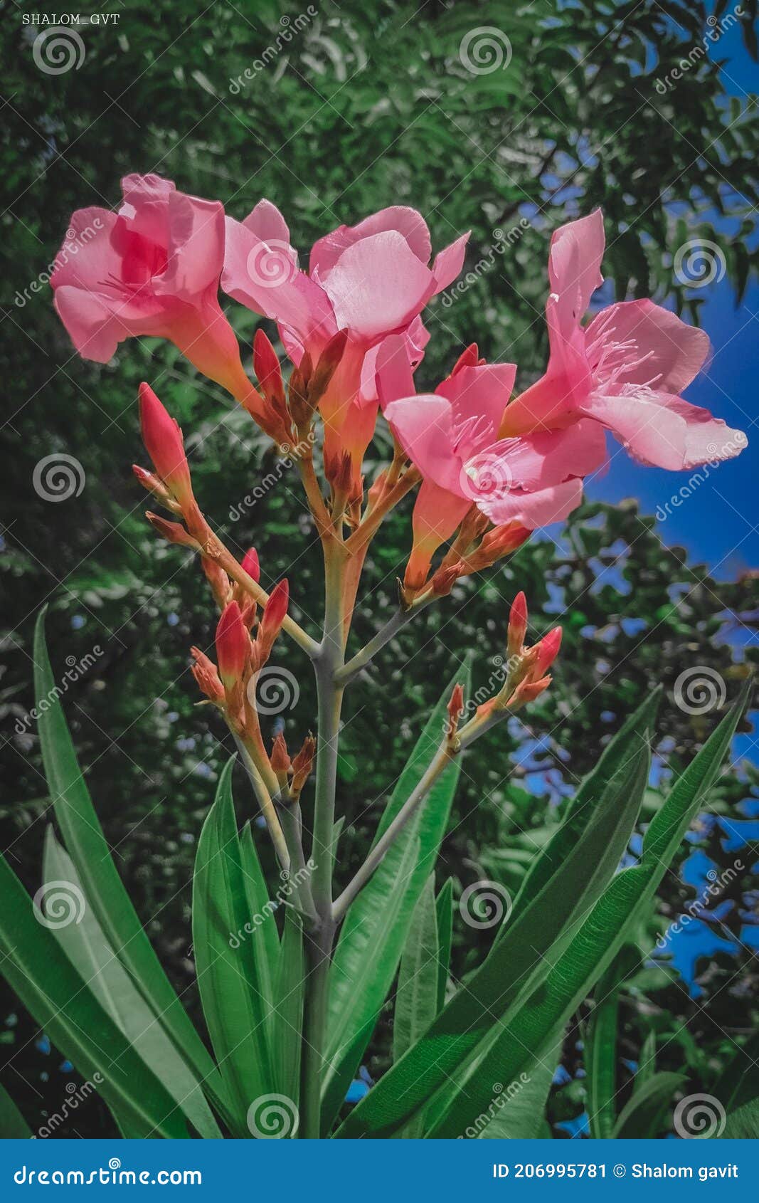 Phool Flower Lily Red Green Stock Image - Image of flower, phool: 206995781