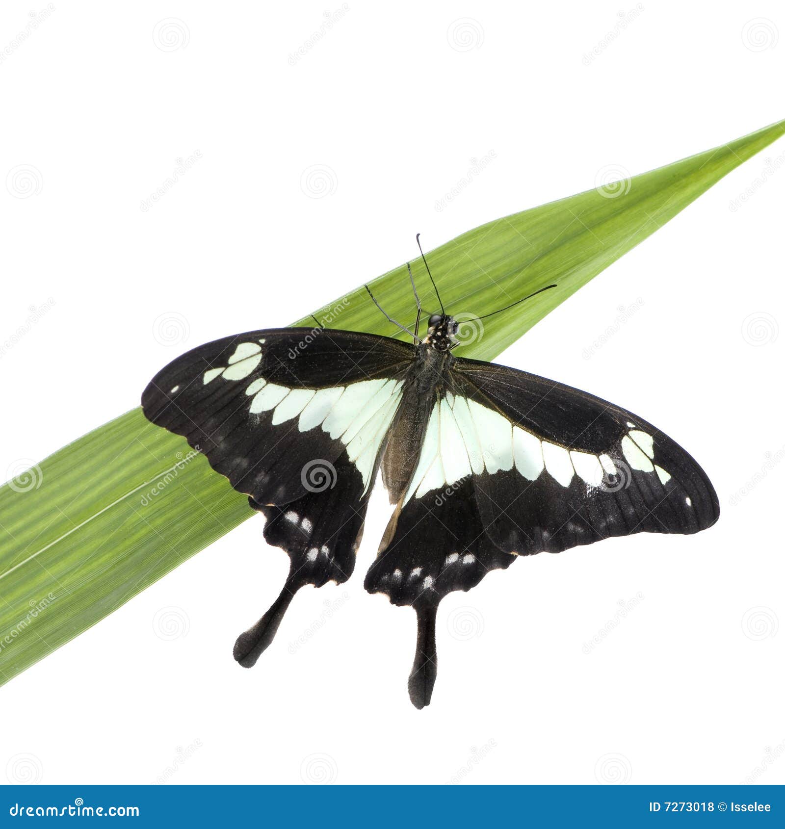 Phorcas De Papilo - De Papilio Foto de Stock - Imagem de inseto, tiro ...