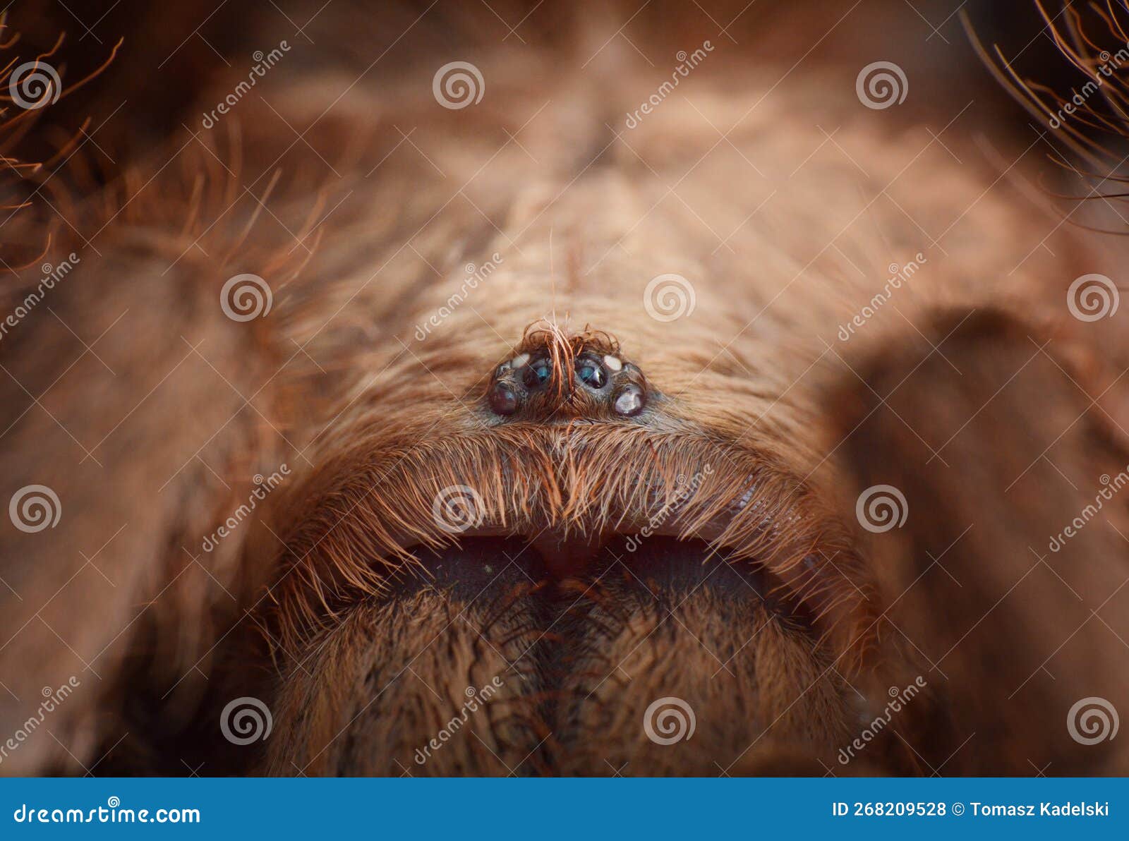 Sling Brachypelma Albiceps Or Mexican Golden Red Rump Tarantula Stock ...