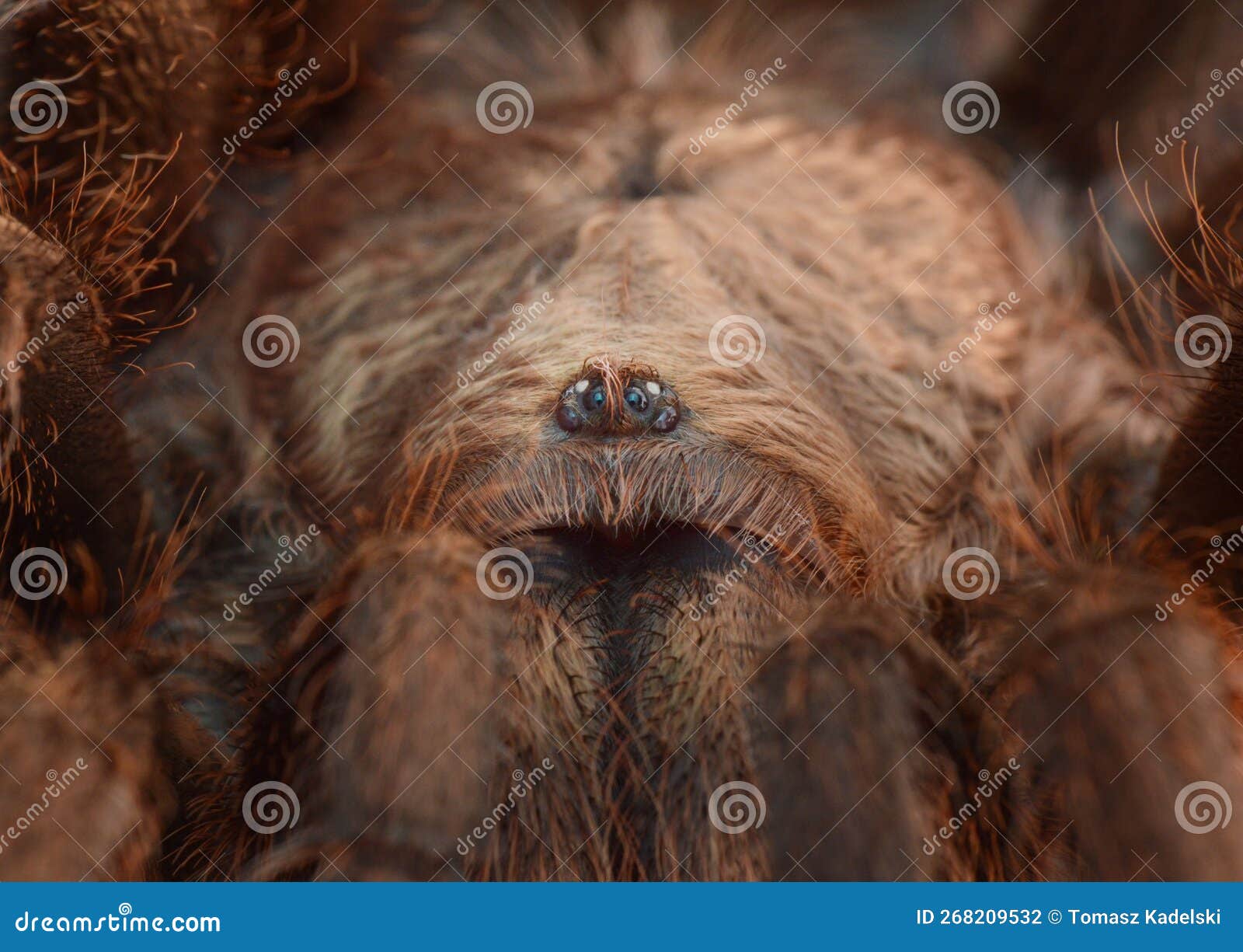 Sling Brachypelma Albiceps Or Mexican Golden Red Rump Tarantula Stock ...