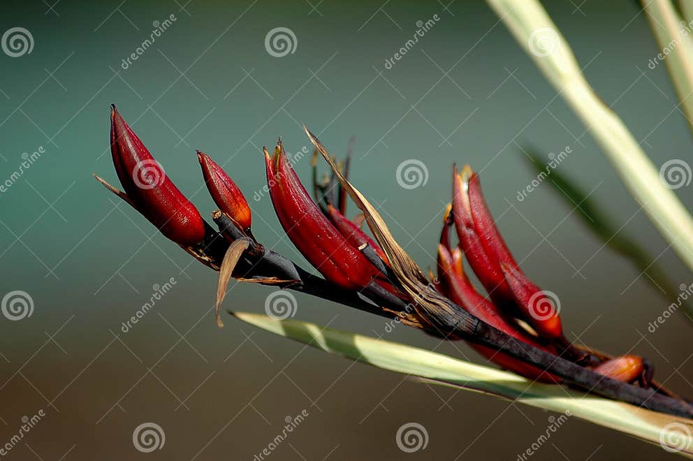 Phormium tenax flower stock photo. Image of beautiful - 1145270