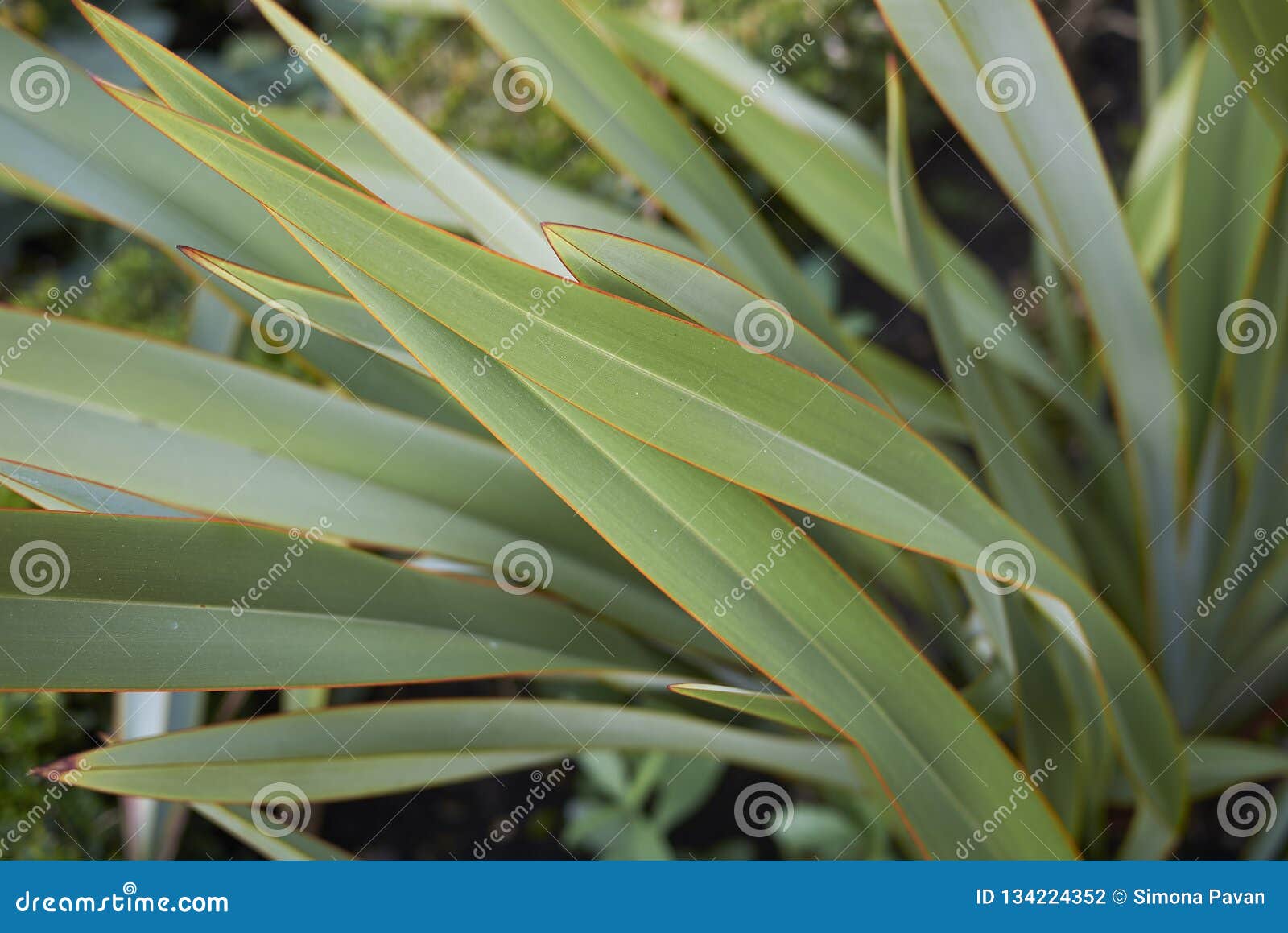 Muka Flax Stock Photos - Free & Royalty-Free Stock Photos from Dreamstime